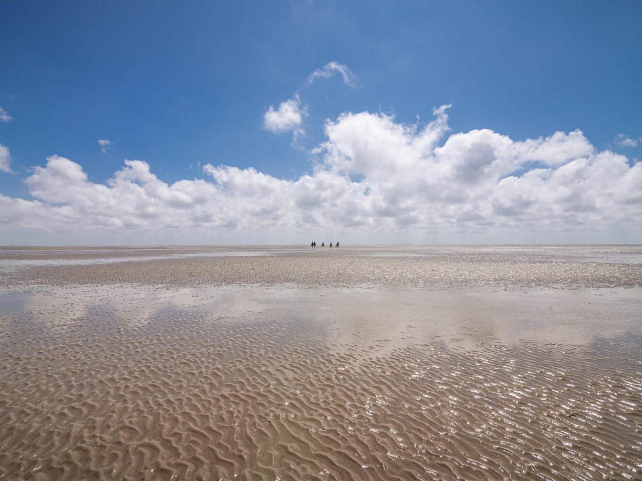 Waddenacademie Waddenzee - Waddenacademie