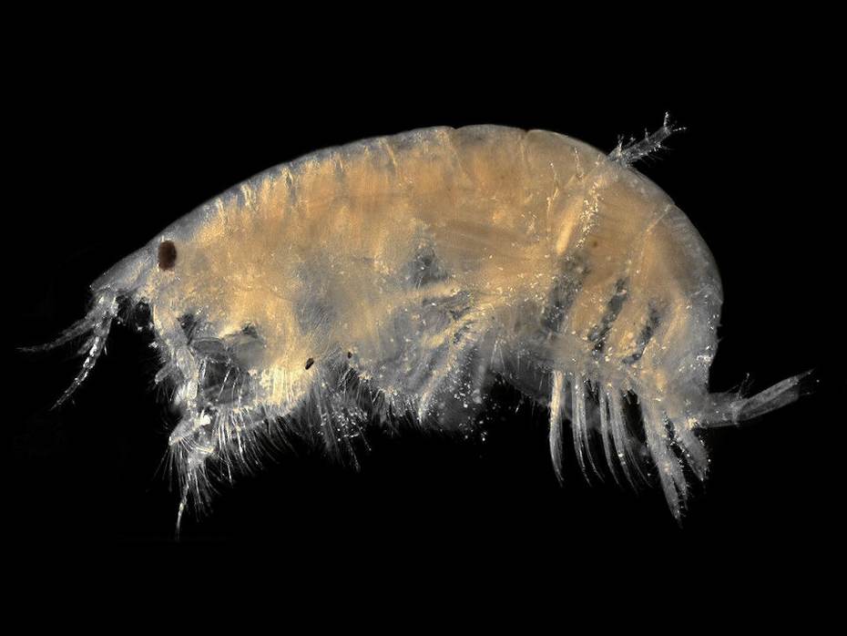 Een stukje wad langs de Hollandse kust - Waddenacademie