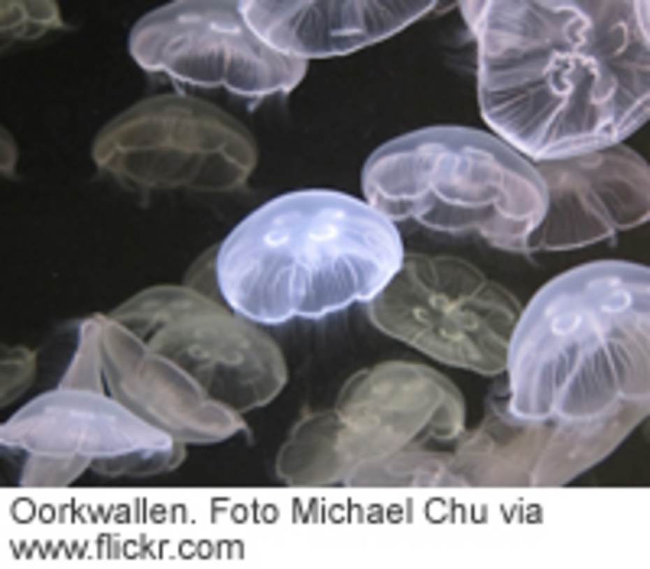 Het jaar van de kwal 19-06-2014 - Waddenacademie