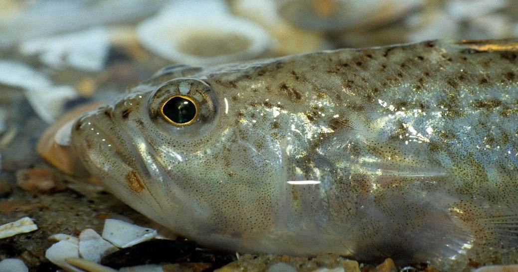 De kleine pieterman, zijn naam is klein - Waddenacademie