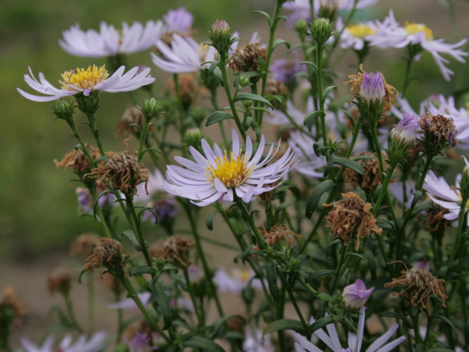 De bijtjes en de bloemetjes op de kwelder - Waddenacademie